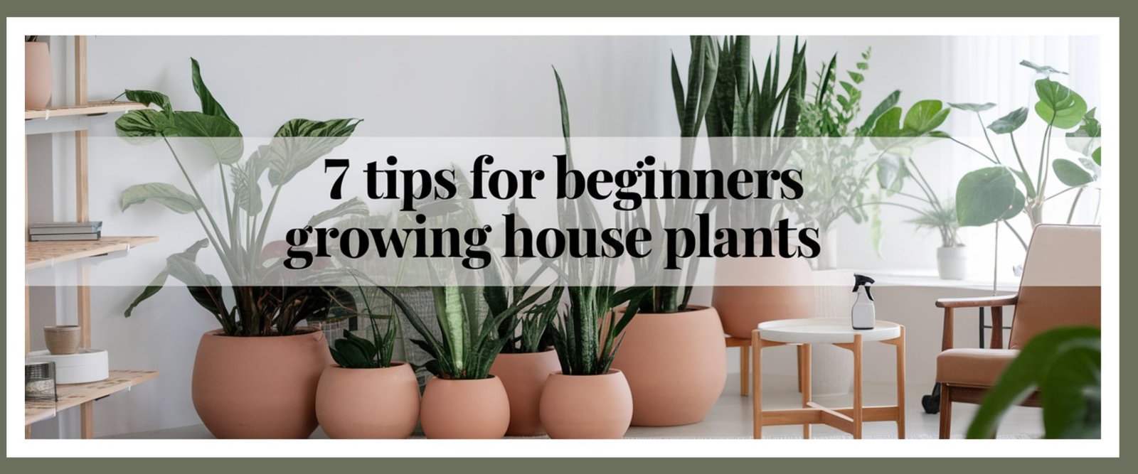 7 Tips for Beginners Growing House Plants Indoors - homelyhaze.com